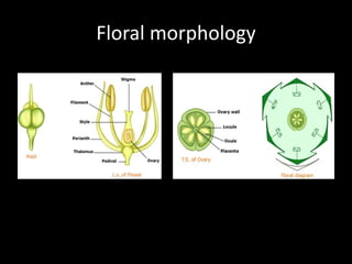 Taxonomy of Angiosperms: Family Liliaceae | PDF