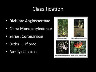 Taxonomy of Angiosperms: Family Liliaceae | PDF