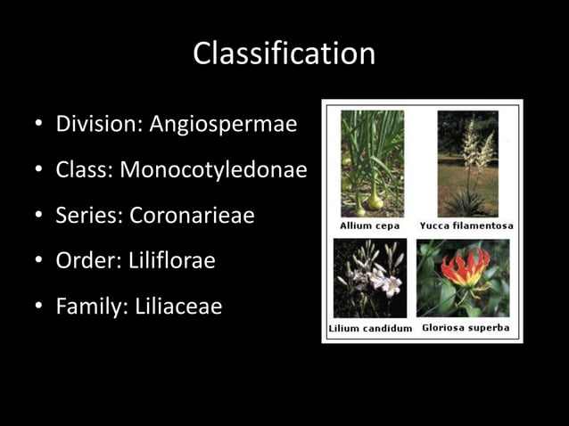 Taxonomy of Angiosperms: Family Liliaceae | PDF | Gardening | Home & Garden
