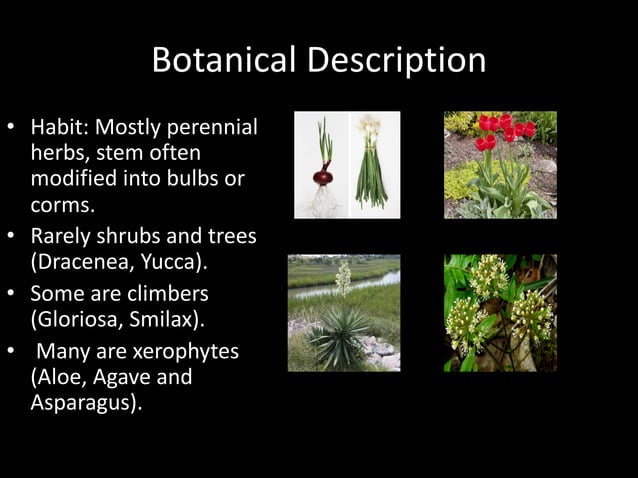 Taxonomy of Angiosperms: Family Liliaceae | PDF | Gardening | Home & Garden