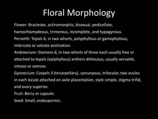 Taxonomy of Angiosperms: Family Liliaceae | PDF | Gardening | Home & Garden