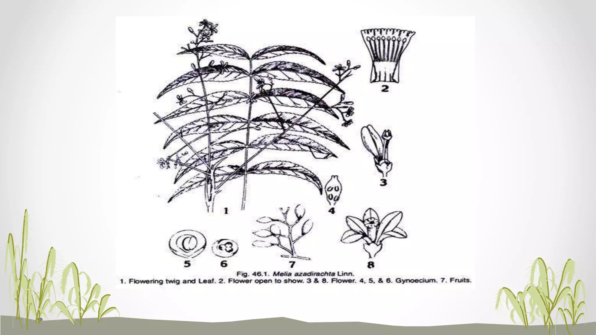 Family meliaceae | PPTX