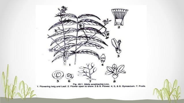 Family meliaceae | PPTX | Gardening | Home & Garden