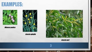 Family mimosaceae.pptx