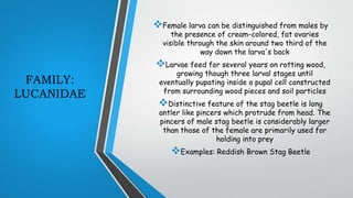 Chrysomelidae and Lucanidae Families of Coleoptera | PPTX