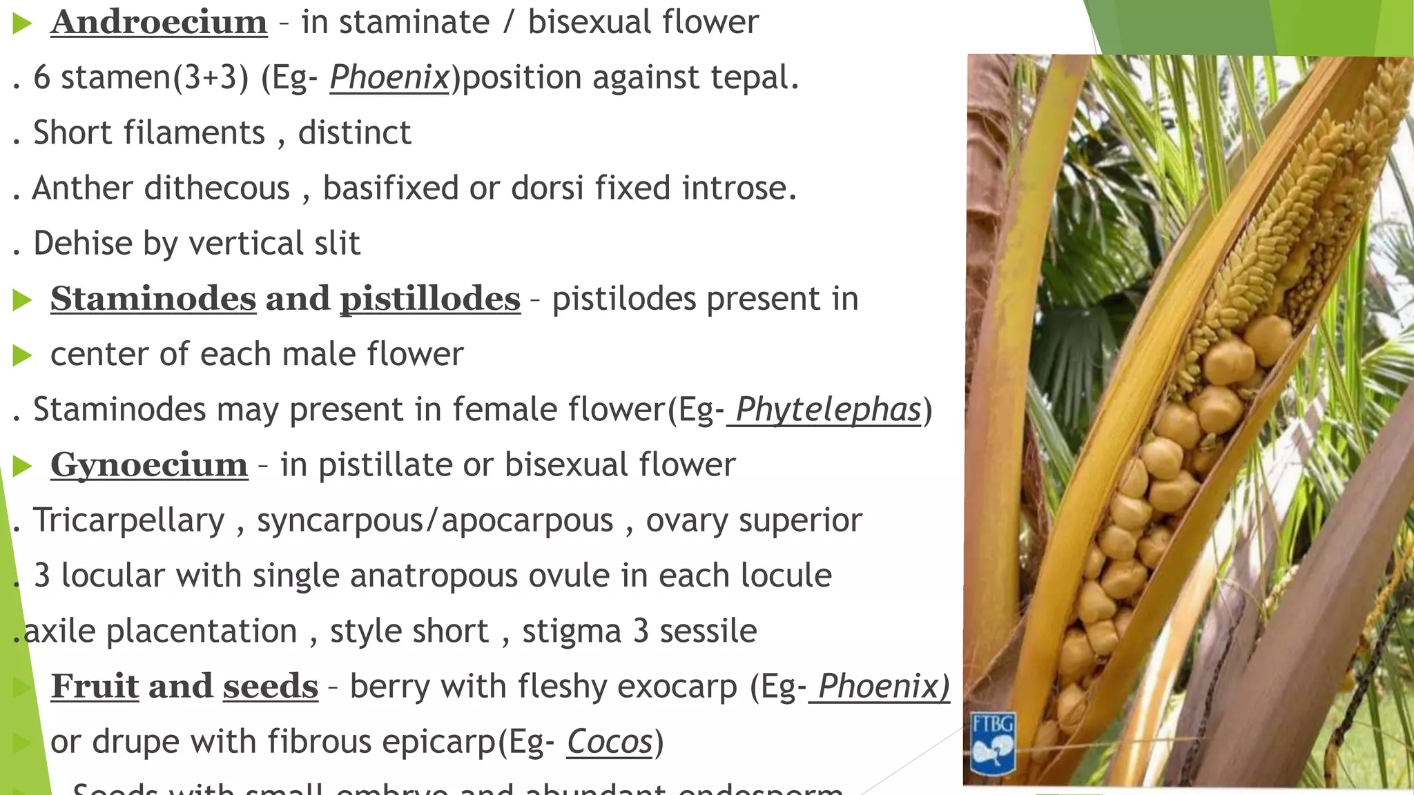 Family palmae | PPTX