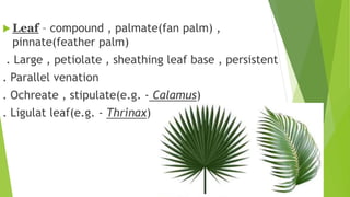 Family palmae | PPTX