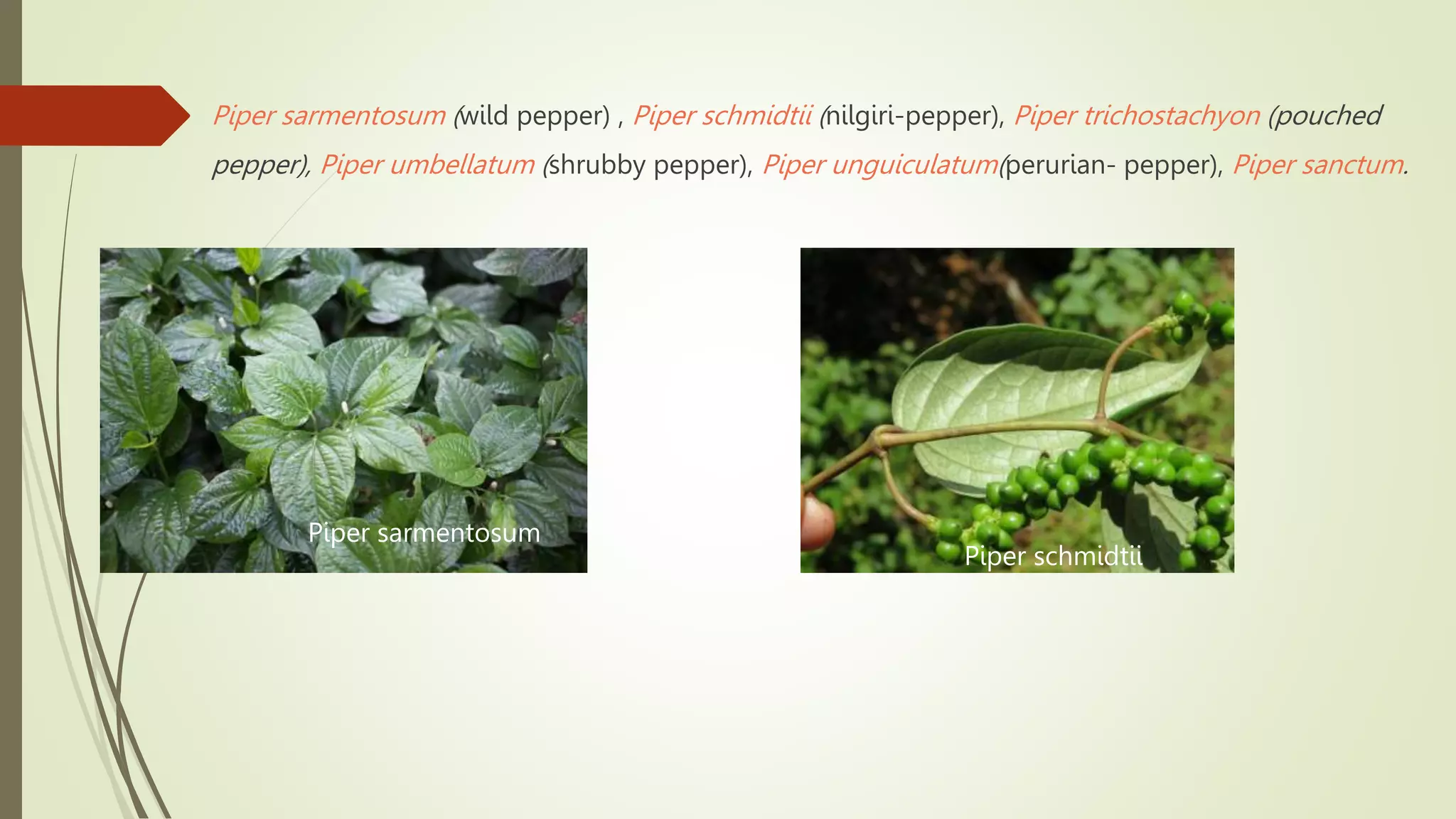 Family Pipperaceae-economic importance-9653.pptx