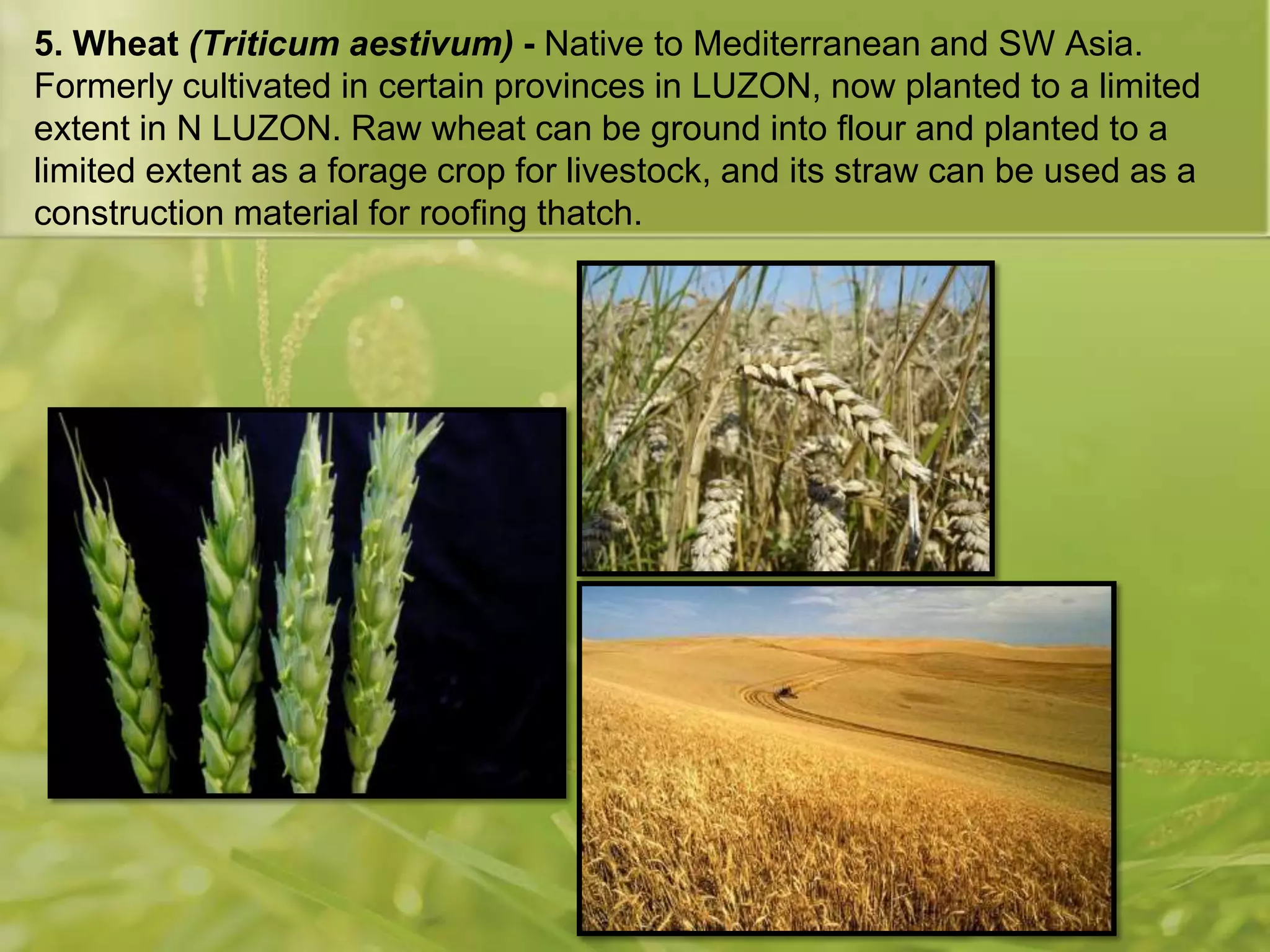 Family Poaceae | PPTX