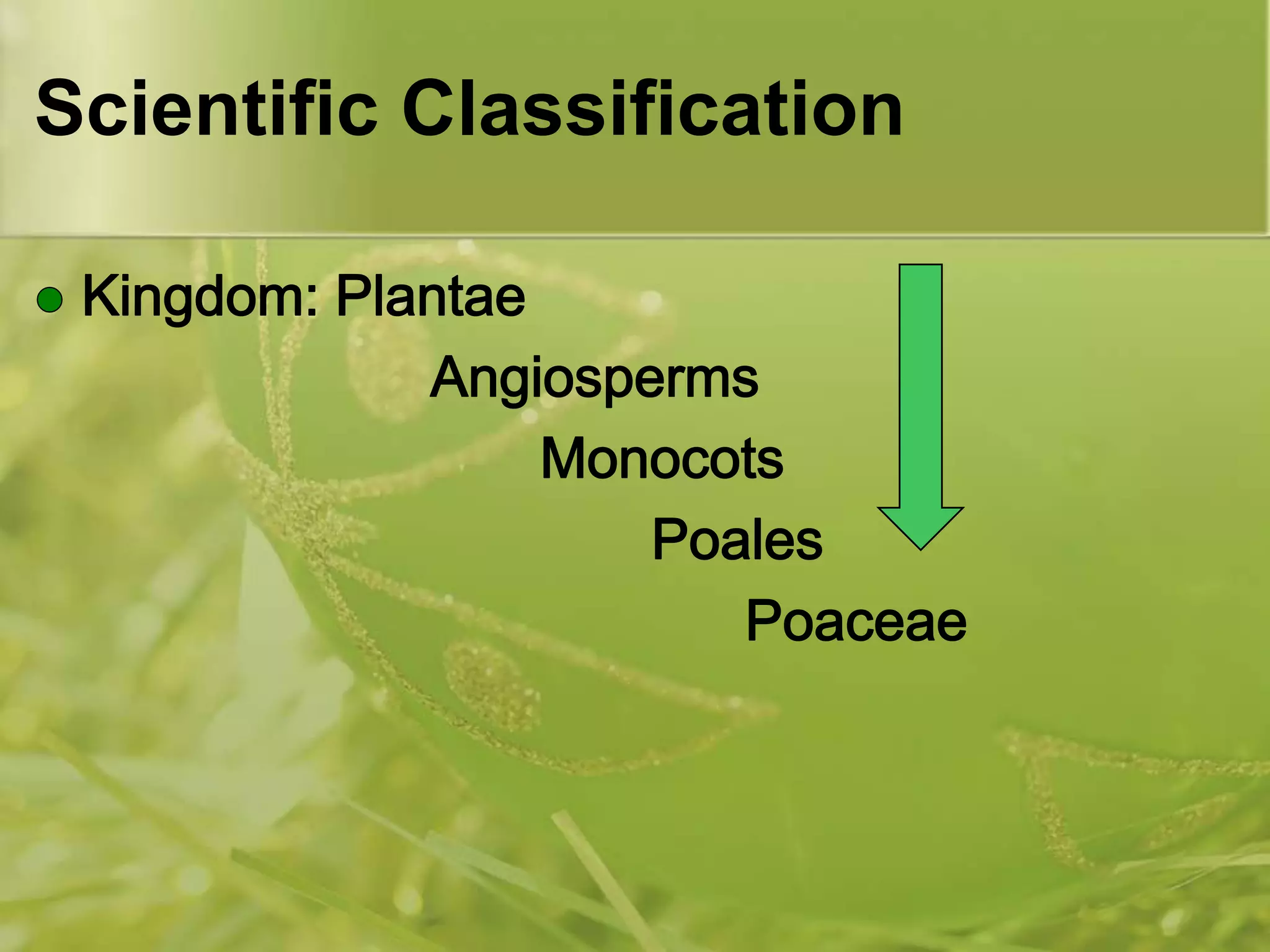 Family Poaceae | PPTX