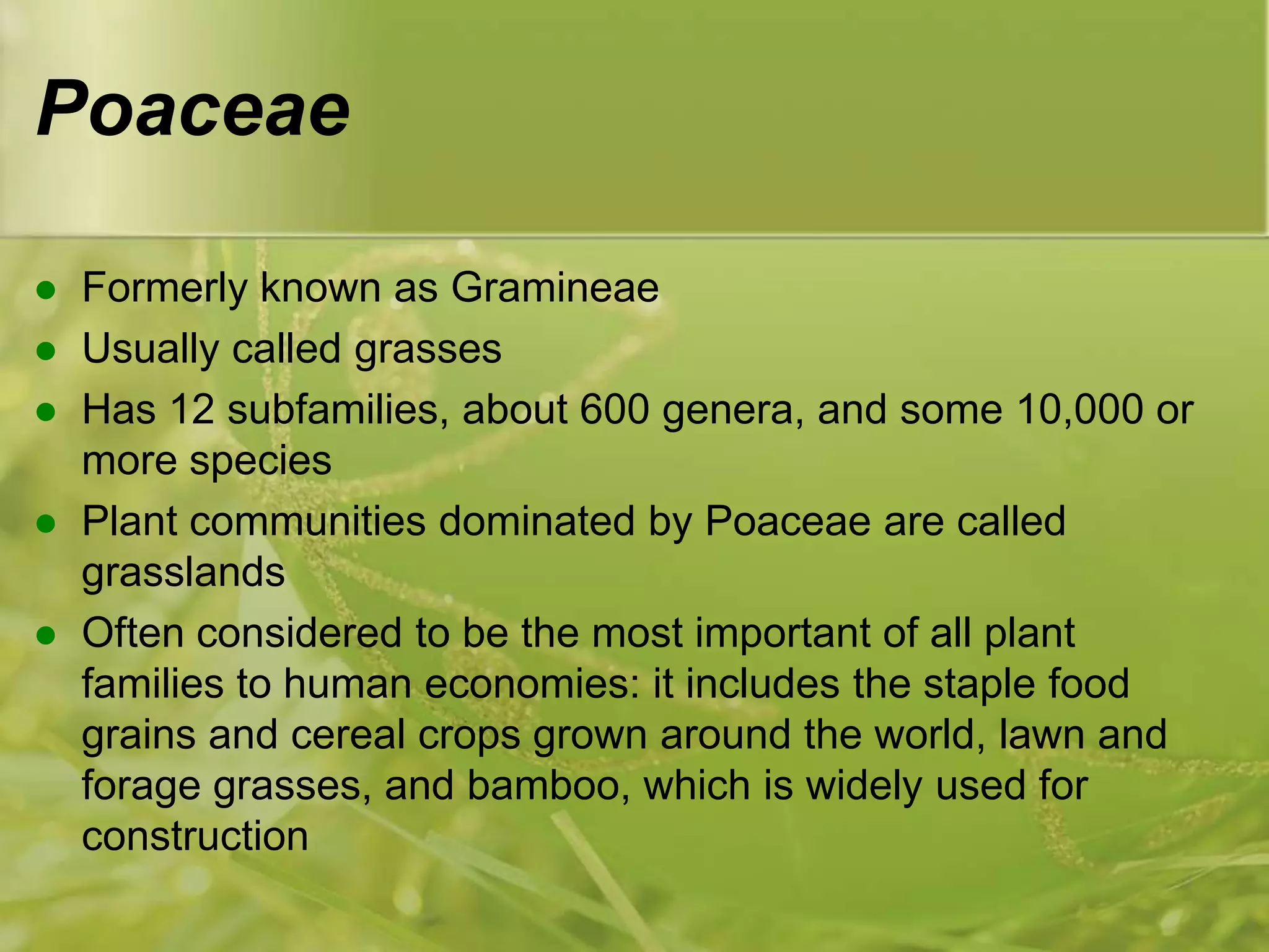 Family Poaceae | PPTX