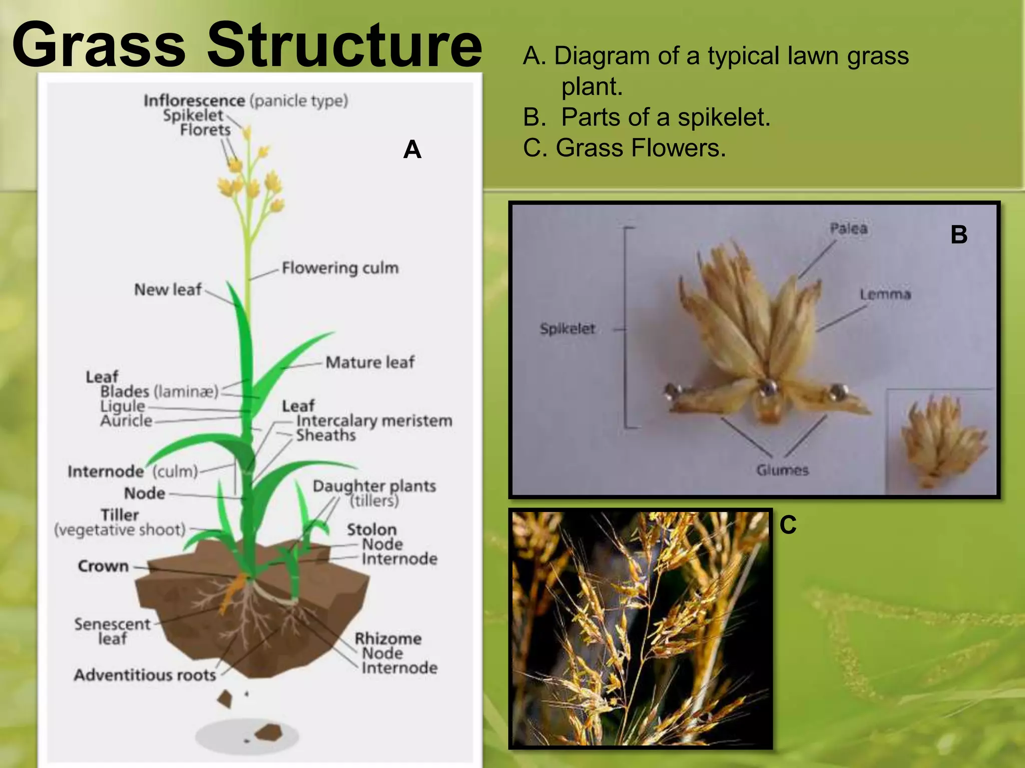 Family Poaceae | PPTX