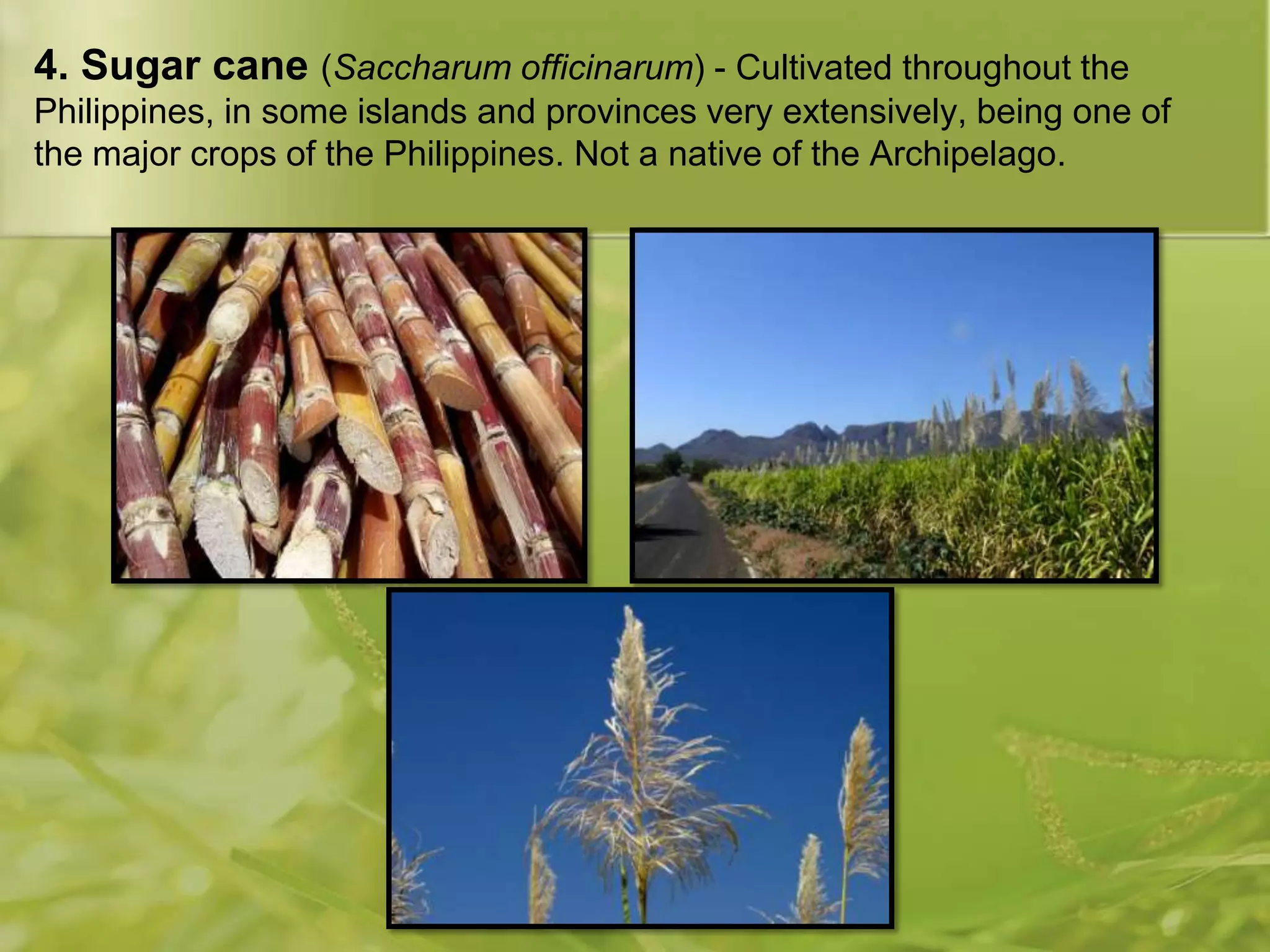 Family Poaceae | PPTX