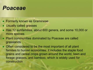 Family Poaceae | PPTX