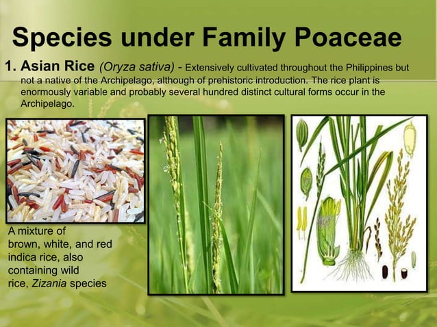 Family Poaceae | PPTX