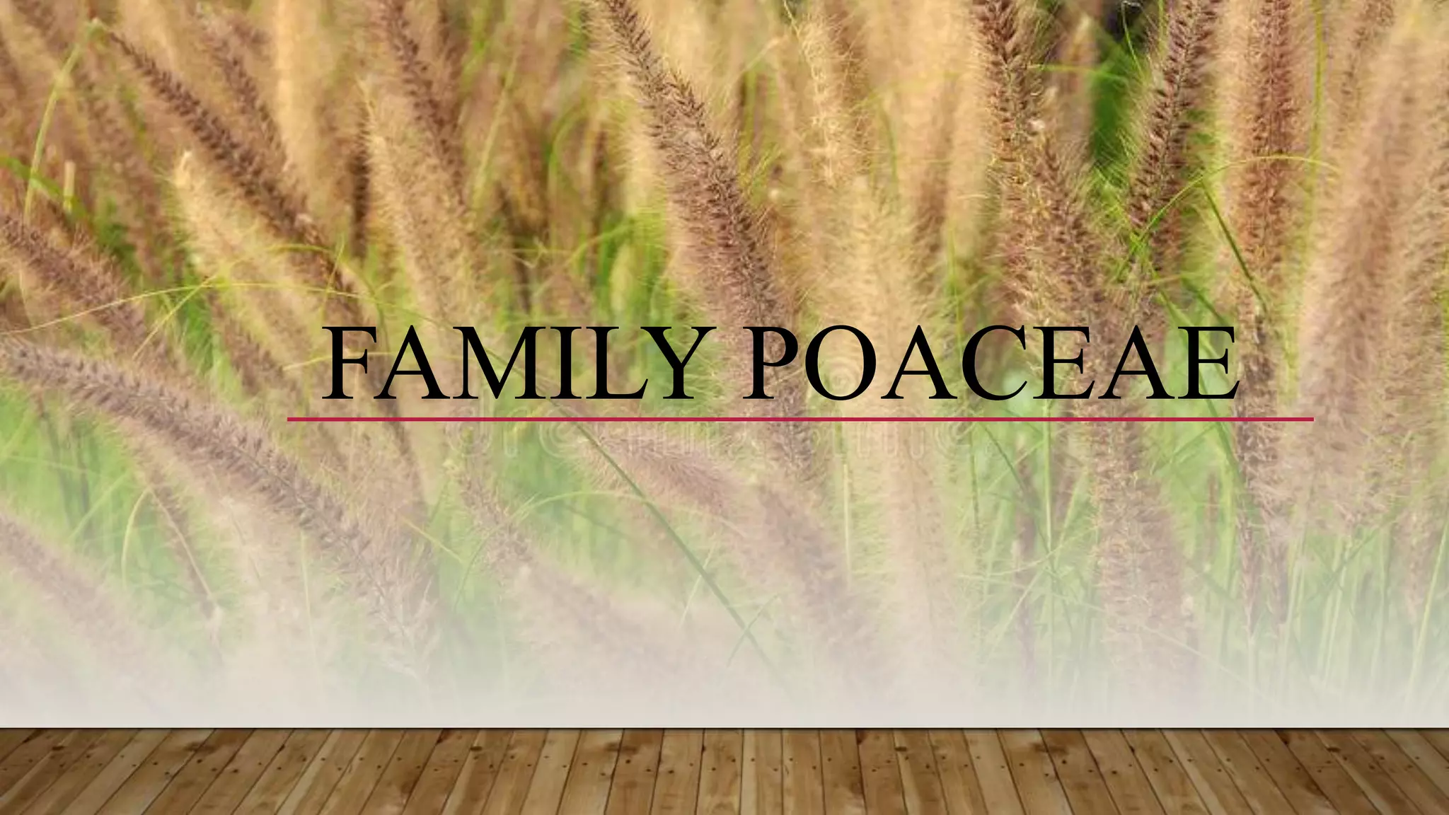 ppt on Family poaceae | PPTX