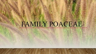 ppt on Family poaceae | PPTX