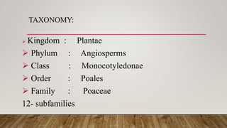 ppt on Family poaceae | PPTX