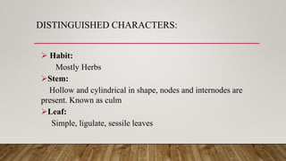 ppt on Family poaceae | PPTX