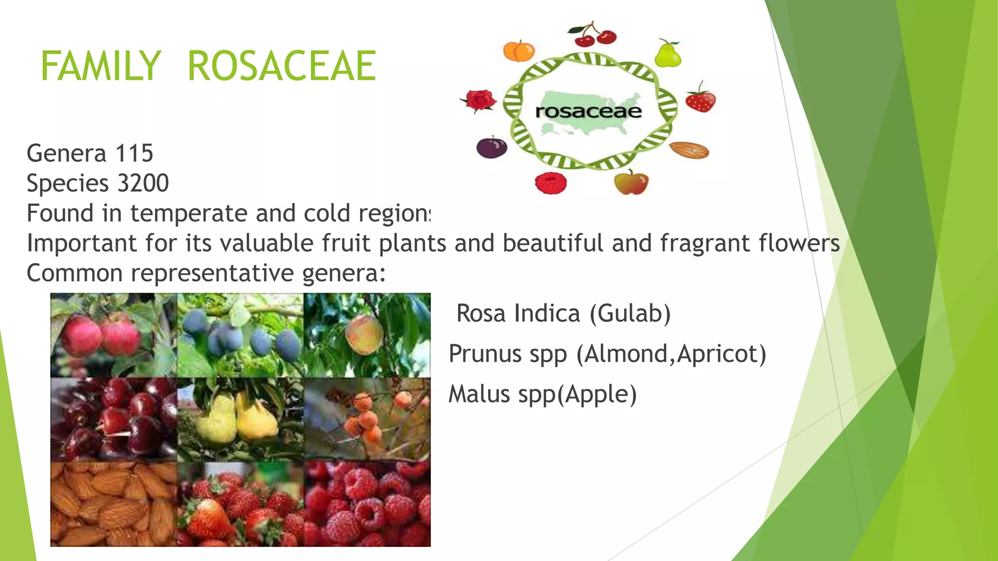 Floral Formula - Introduction | PPTX