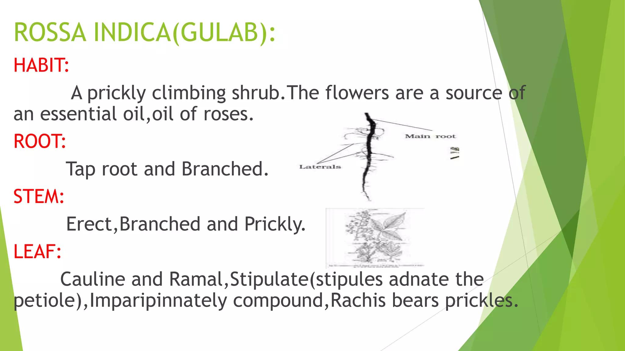 Floral Formula - Introduction | PPTX