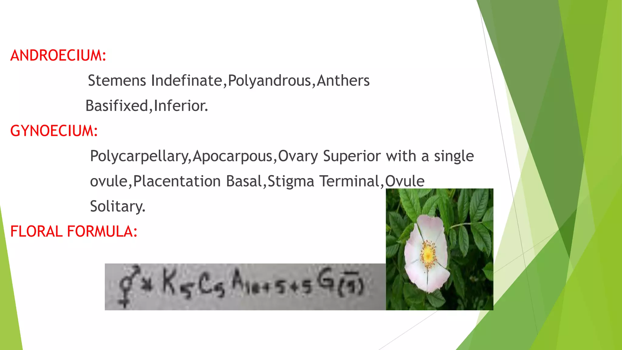 Floral Formula - Introduction | PPTX