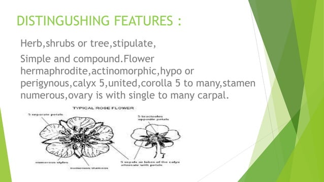 Floral Formula - Introduction | PPTX