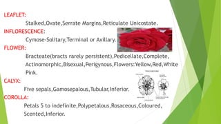 Floral Formula - Introduction | PPTX