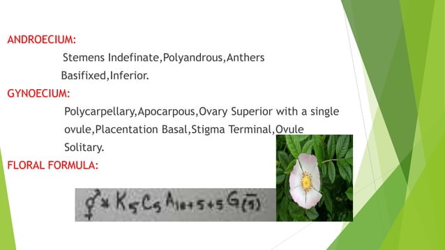 Floral Formula - Introduction | PPTX