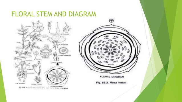 Floral Formula - Introduction | PPTX