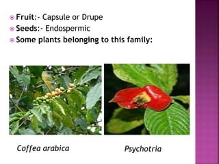 Rubiaceae | PPTX