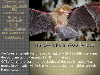 Bats of the Phillipines: Family Vespertilionidae | PPTX
