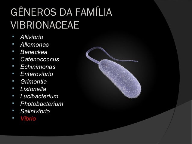 Família vibrionaceae