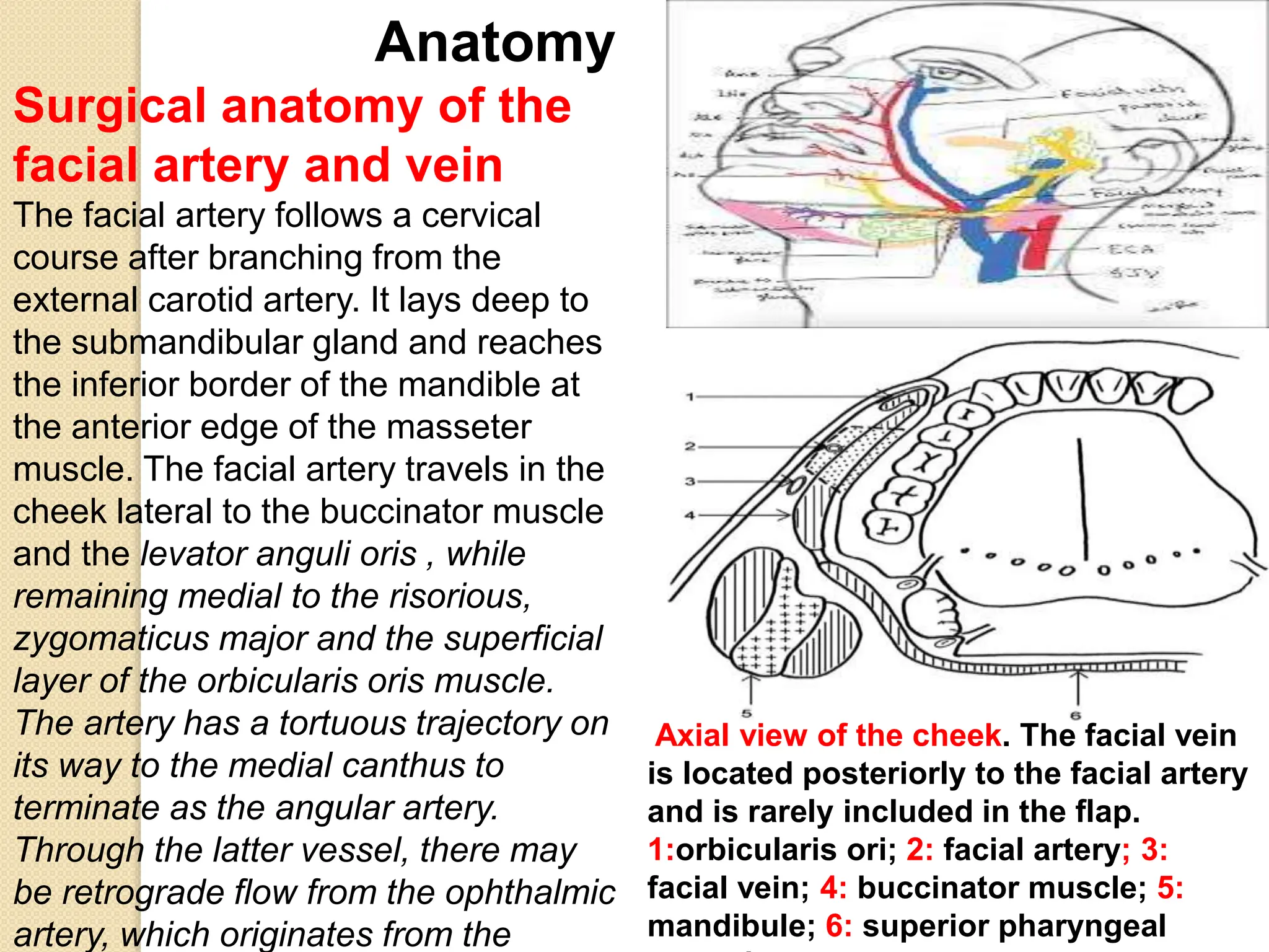 Facial -Artery -musclo -mucosal -Flap presntion | PPTX