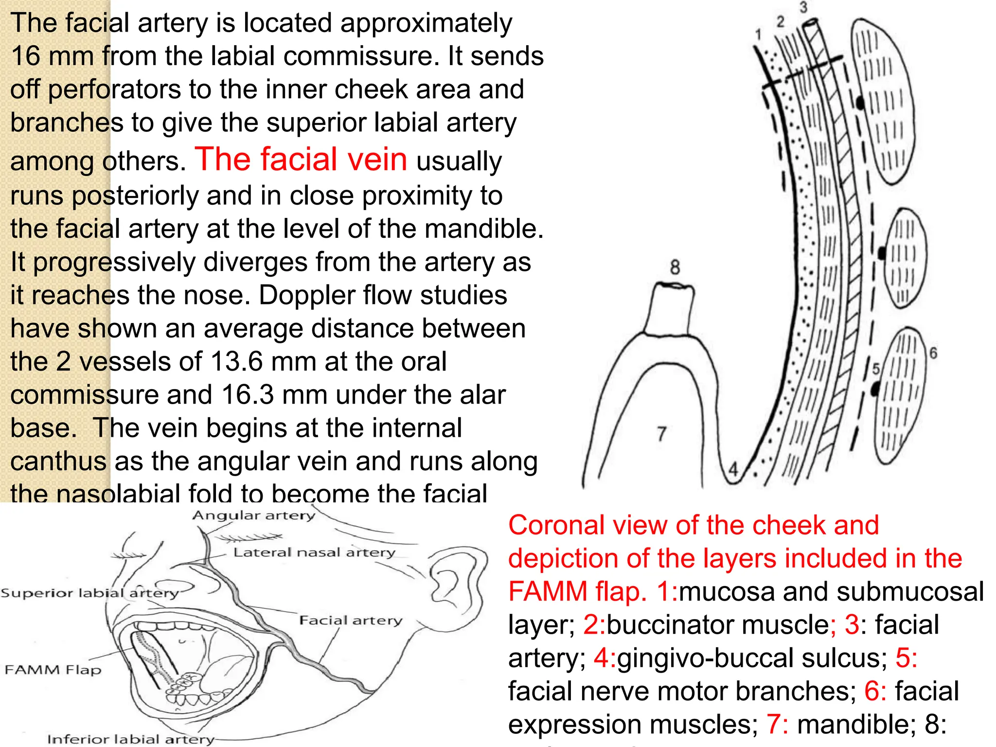 Facial -Artery -musclo -mucosal -Flap presntion | PPTX