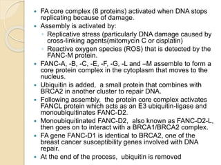 Fanconi’s Anemia | PPTX