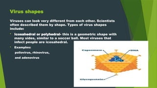 MICROBIOLOGY REPORT ALL ABOUT INFO OF VIRUSES | PPT