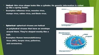 MICROBIOLOGY REPORT ALL ABOUT INFO OF VIRUSES | PPT