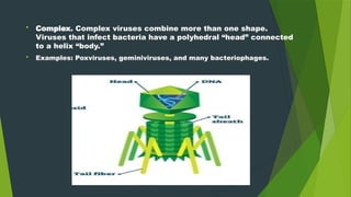 MICROBIOLOGY REPORT ALL ABOUT INFO OF VIRUSES | PPT