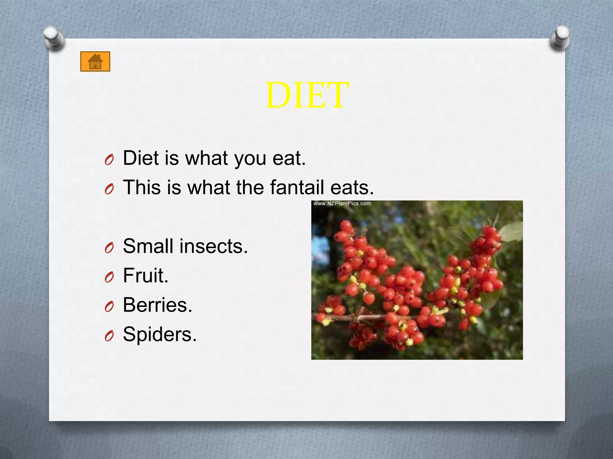 Fantail facts presintation | PPTX