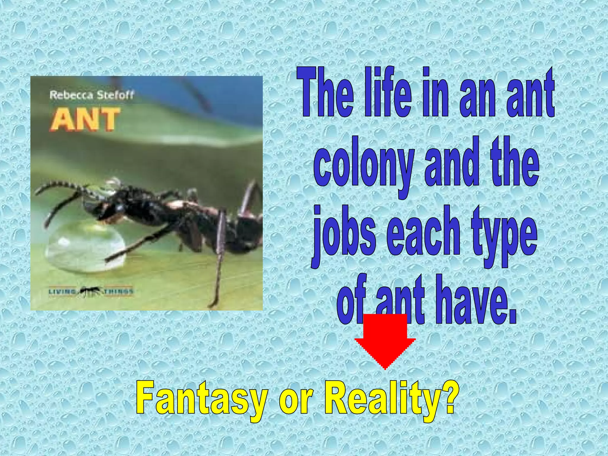 Fantasy vs reality | ODP