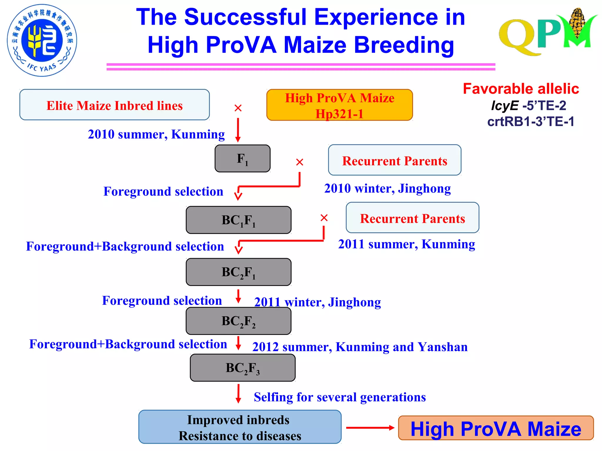 Impact and use of biofortified maize in southern China | PPT