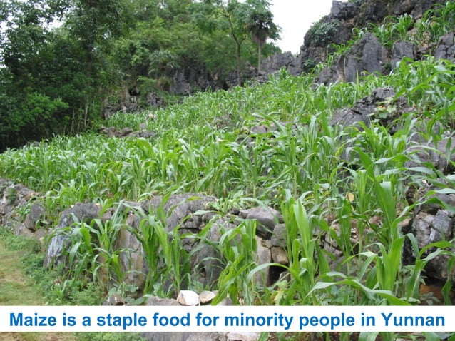 Impact and use of biofortified maize in southern China | PPT
