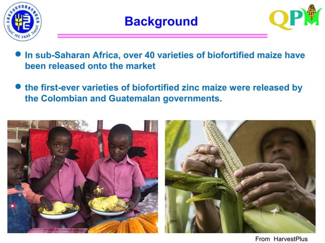 Impact and use of biofortified maize in southern China | PPT
