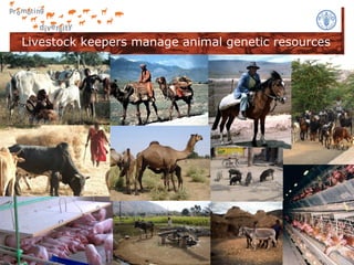 Implementing the Global Plan of Action for Animal Genetic Resources ...