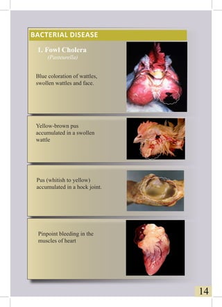 Fao picture book on avian diseases | PDF