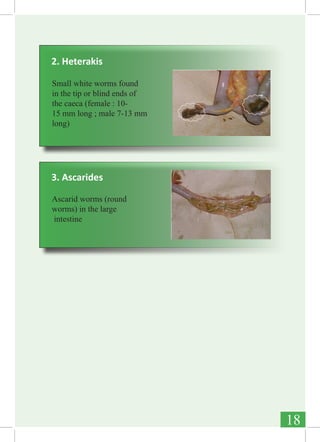 Fao picture book on avian diseases | PDF