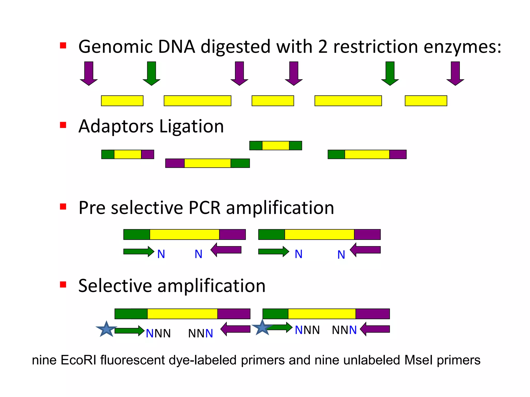 Application of Genetic Analyzer in AFLP Technique | PDF | Genetics ...