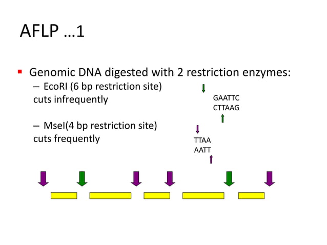 Application of Genetic Analyzer in AFLP Technique | PDF | Genetics ...
