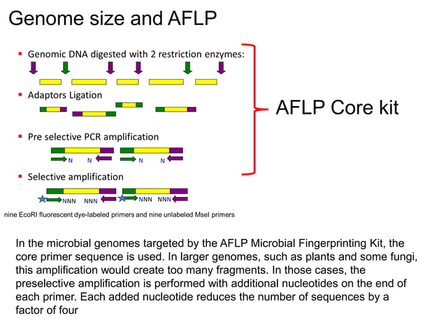 Application of Genetic Analyzer in AFLP Technique | PDF | Genetics ...
